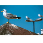Bird proofing in Melbourne | Aussie Gutter Protection