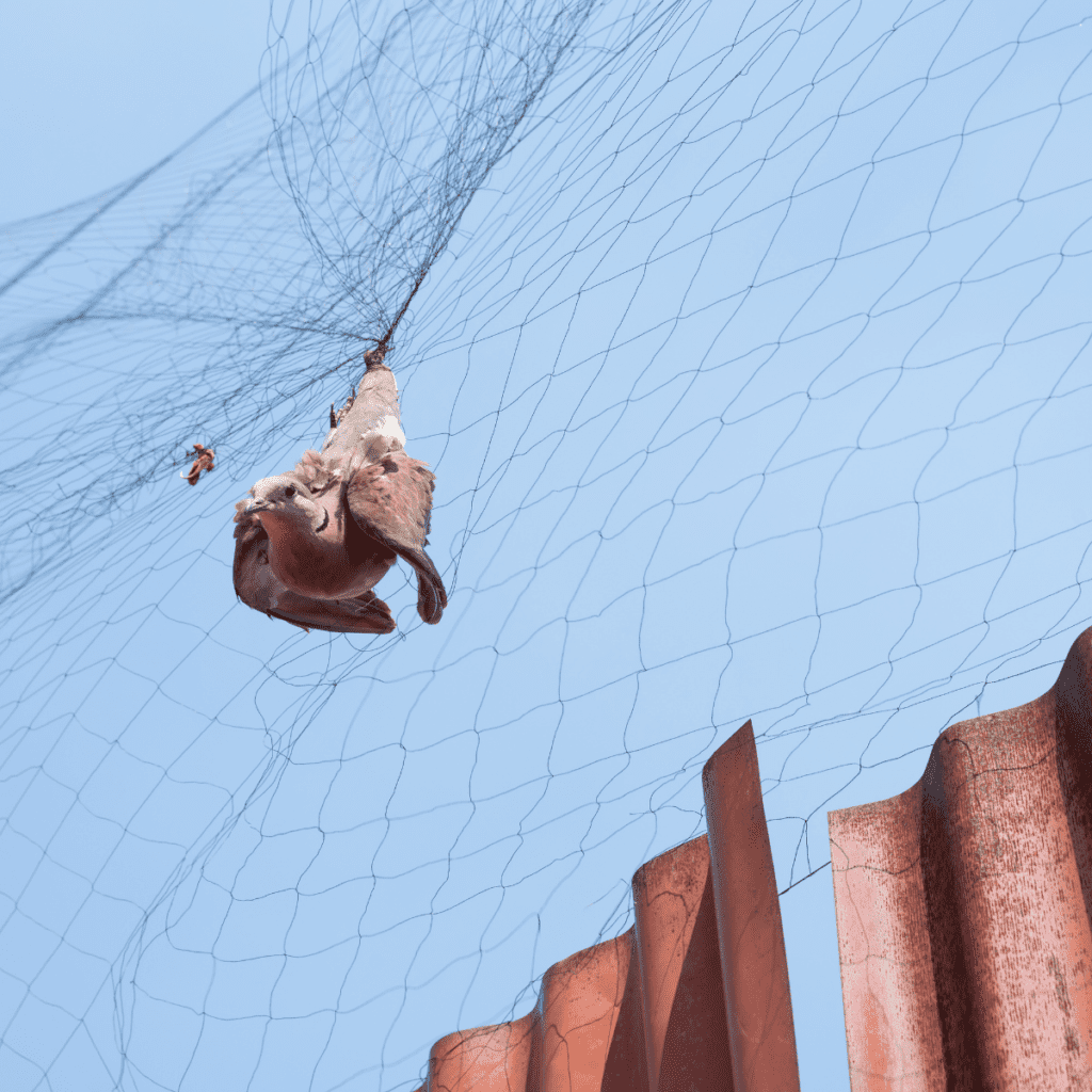 Bird Proofing Guide: Safeguard Your Home | Aussie Gutter Protection