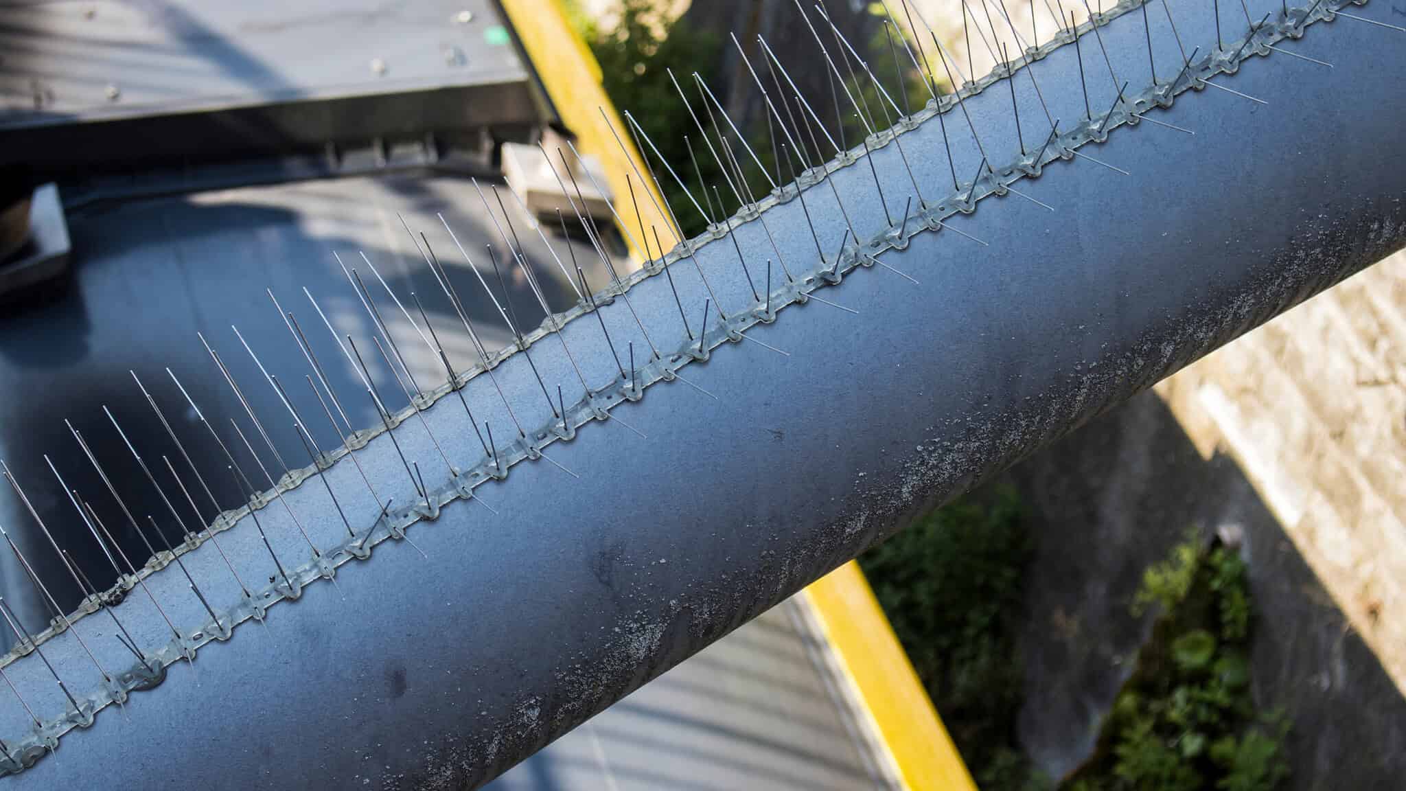Bird Proofing Guide: Safeguard Your Home | Aussie Gutter Protection