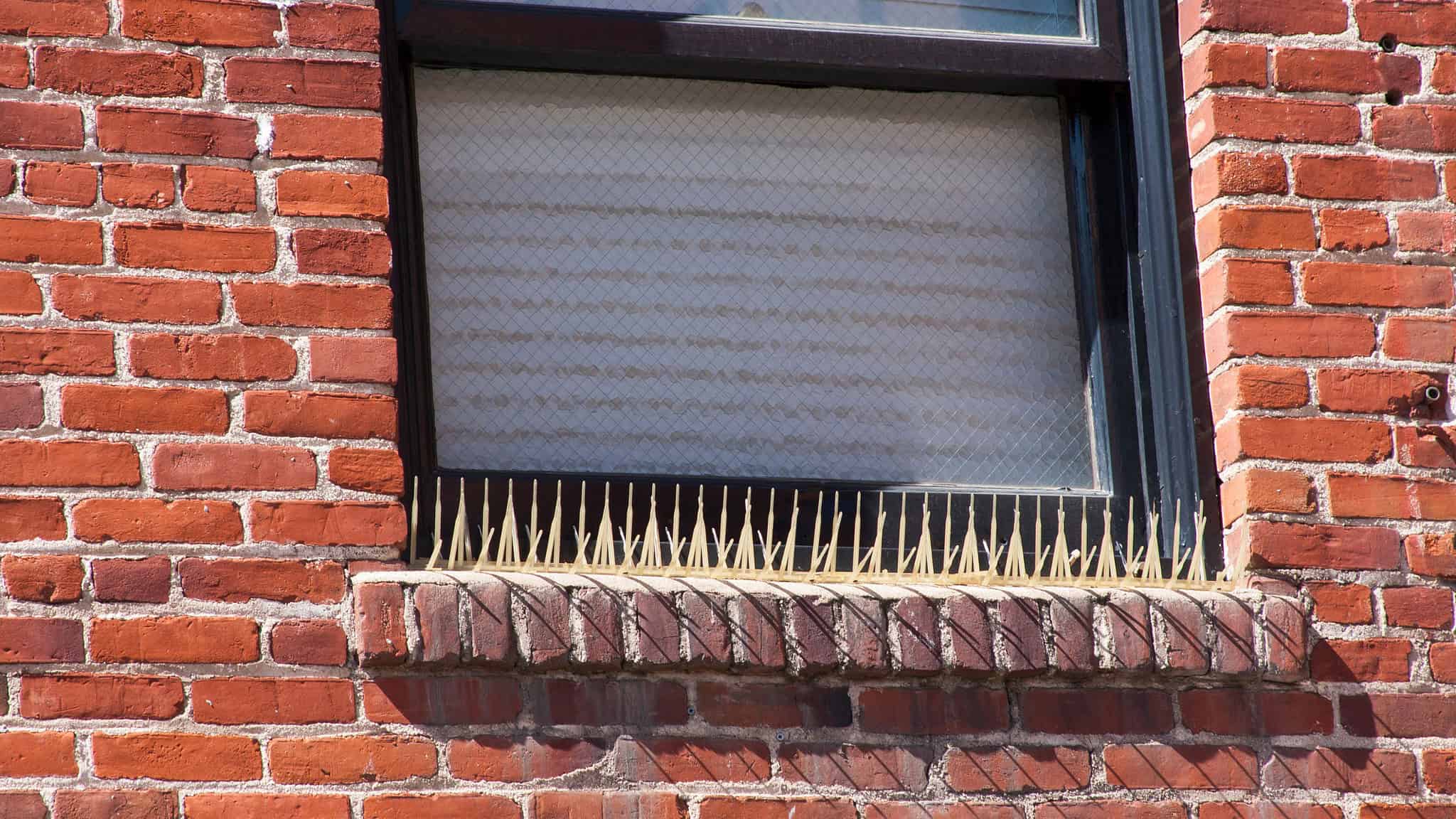 Gutter Guard vs Bird Spikes | Aussie Gutter Protection