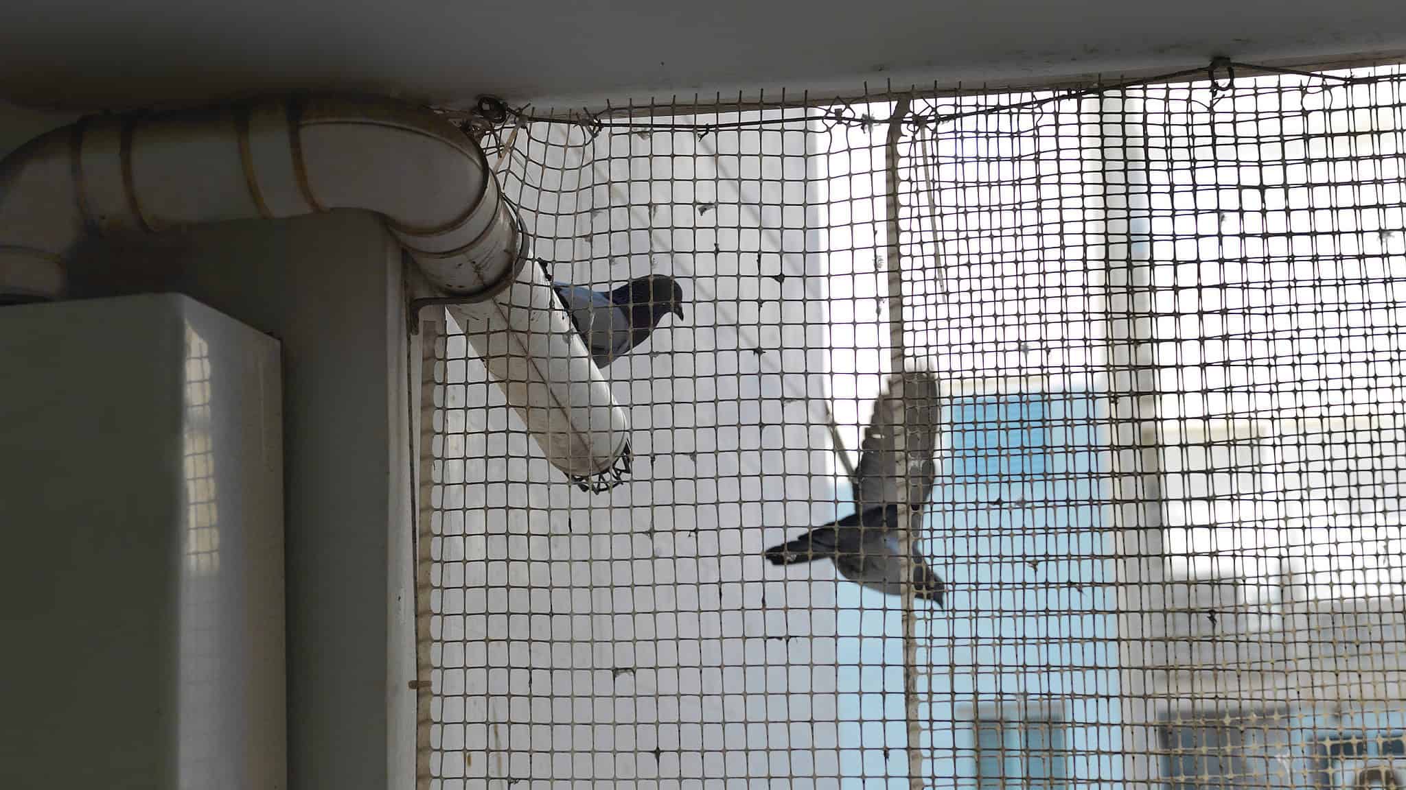 9 Ways to Stop Birds Nesting | Aussie Gutter Protection