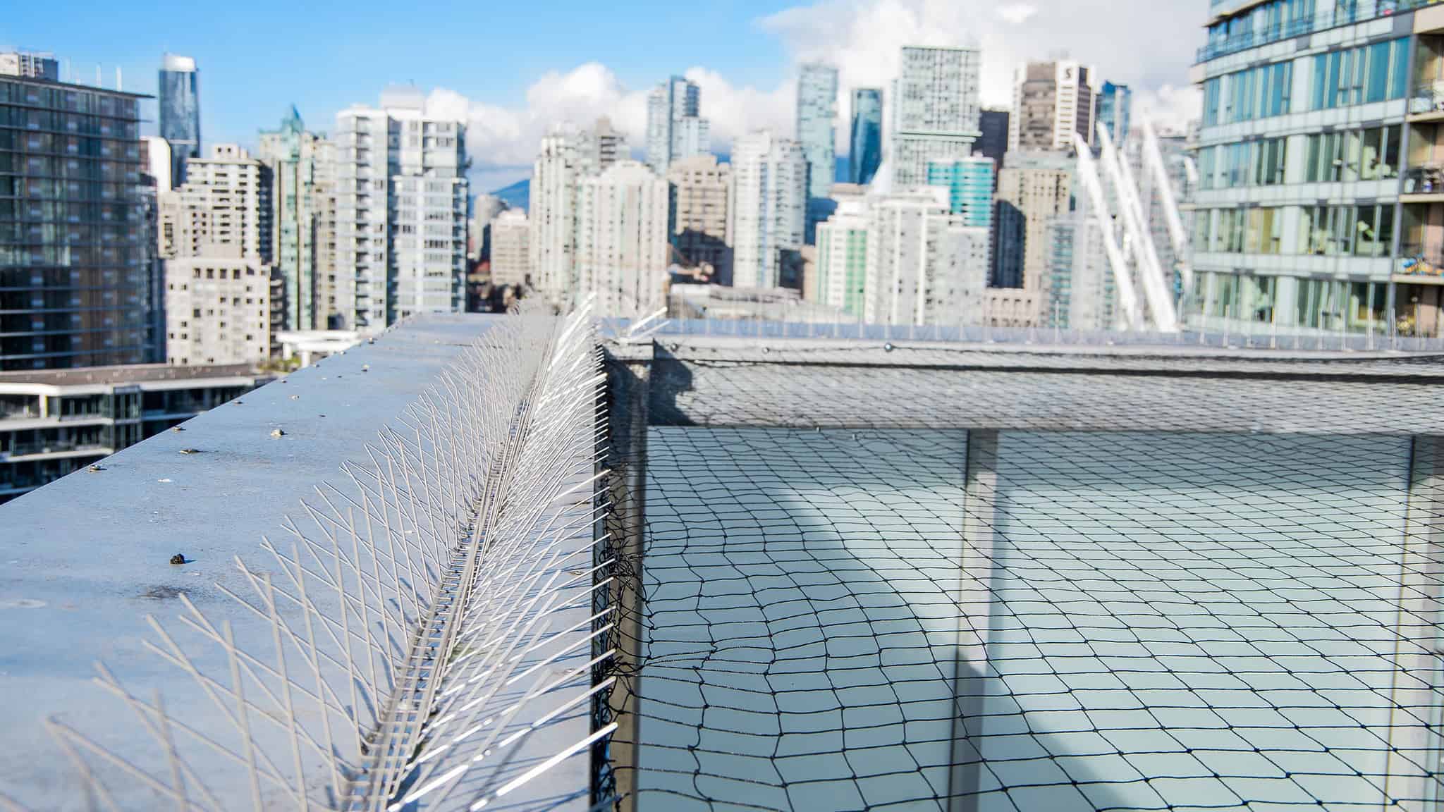 Gutter Guard vs Bird Spikes | Aussie Gutter Protection