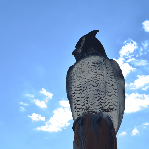 Bird Proofing Guide: Safeguard Your Home | Aussie Gutter Protection